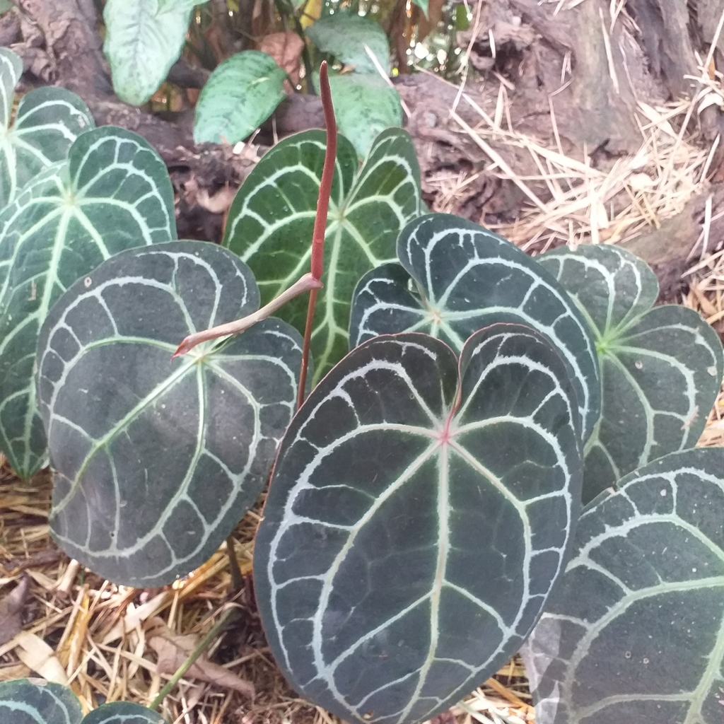 Crystal Anthurium on May 5, 2023 at 08:45 AM by yolima haneth bedoya ...
