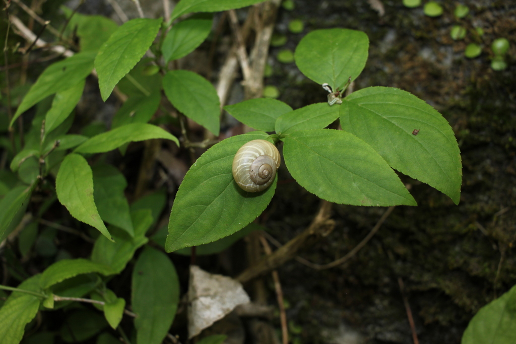 Euhadra subnimbosa from Takahashi, Okayama,l Japan on April 29, 2023 at 08:58 AM by Bridelia ...