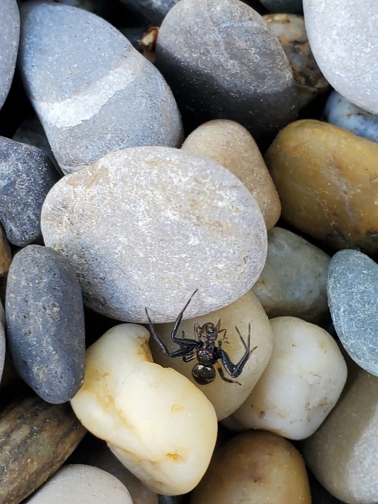 Napoleon Spider from 30360 Saint-Maurice-de-Cazevieille, France on May ...