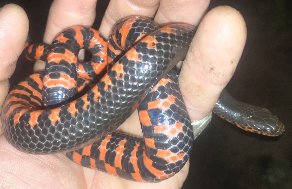 Western Mudsnake from Mermet Lake Rd, Belknap, IL, US on May 07, 2023 ...