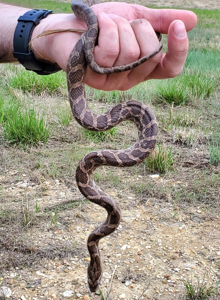 Great Plains Ratsnake from Blue Rapids City, KS, USA on May 5, 2023 at ...