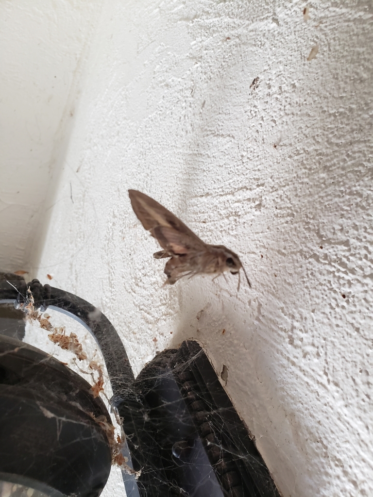 White-lined Sphinx from Pierce Ranch, San Jose, CA 95120, USA on April ...
