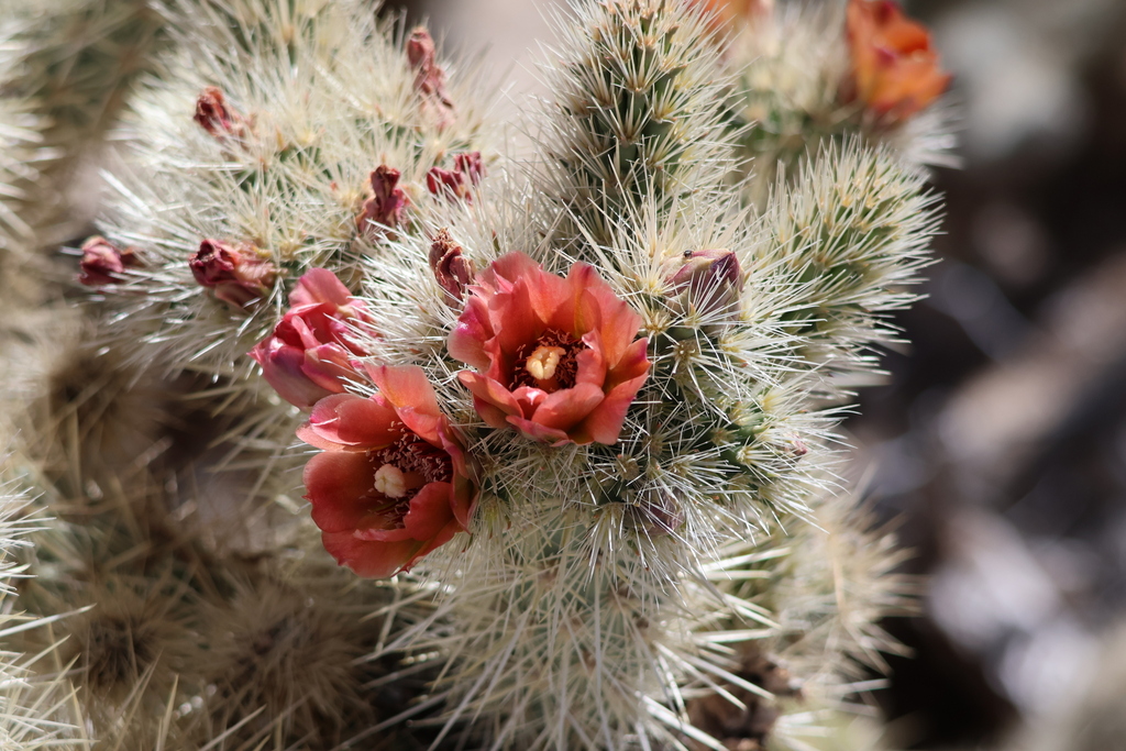 Wolf's cholla from Imperial County, CA, USA on May 06, 2023 at 03:19 PM ...