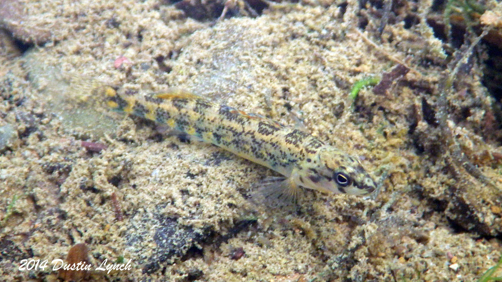 Plains Orangethroat Darter from Mulberry River at Wolf Pen Rec Area ...