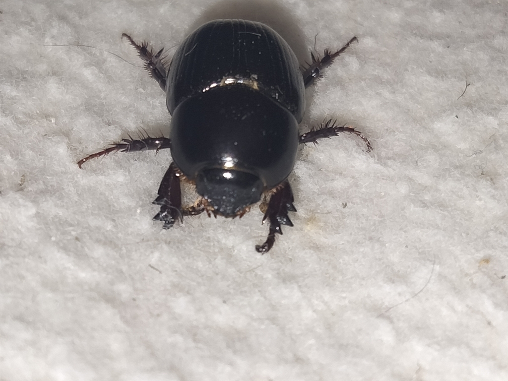 African Black Beetle from Neergabby WA 6503, Australia on May 08, 2023 ...
