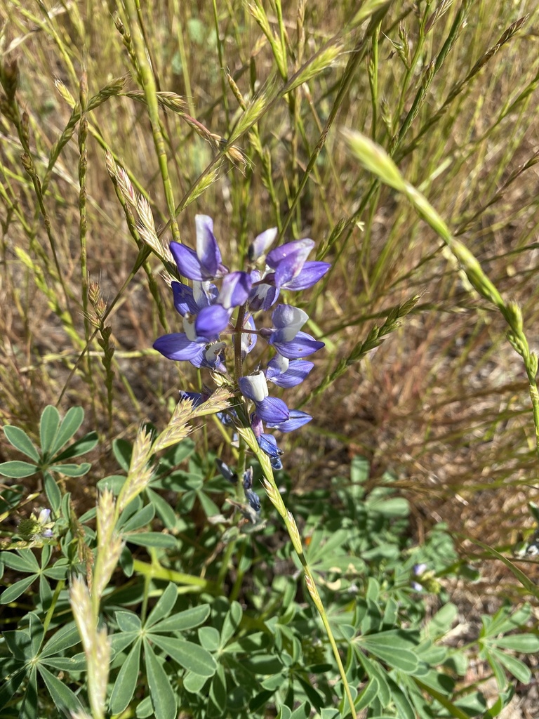 Summer Lupine from University of California, Merced, CA, US on May 8 ...