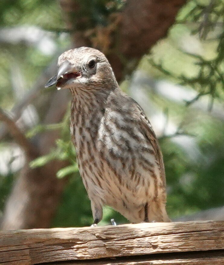 House Finch from Randall County, TX, USA on May 08, 2023 at 02:58 PM by ...