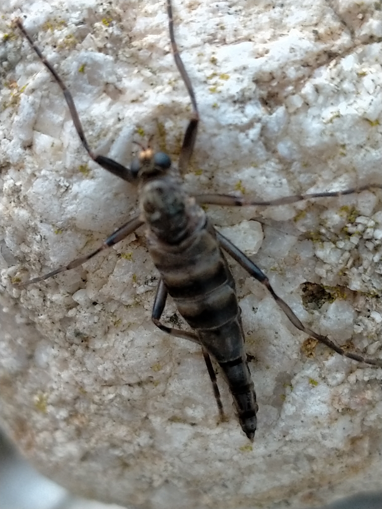 Australian Wingless Soldier Fly from Rye VIC 3941, Australia on May 09 ...