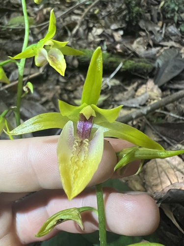 Tainia papuana · iNaturalist