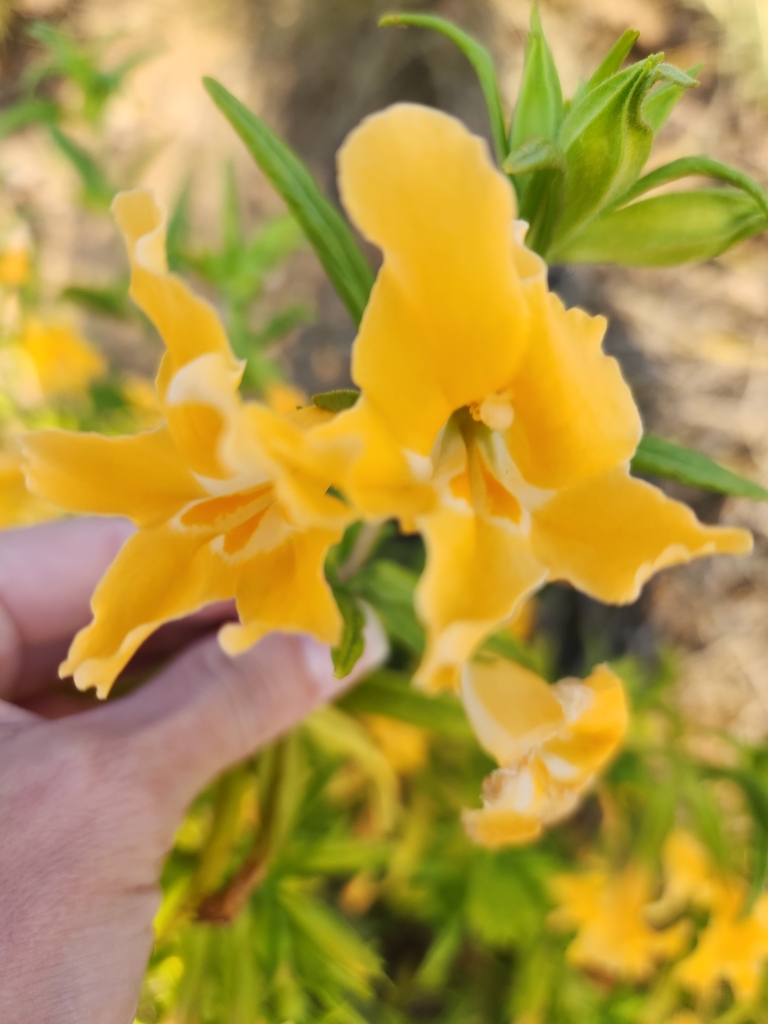 southern bush monkeyflower from Diamond Bar, CA, USA on May 8, 2023 at ...