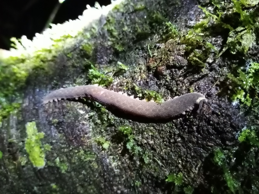 equatorial velvet worms from GW77+V9P, Santa Fé, Panamá on July 10 ...