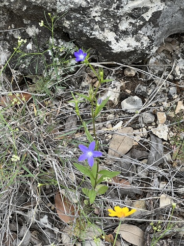 Observations by carol59 · iNaturalist