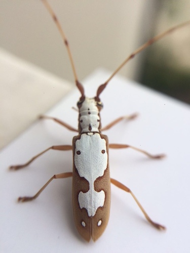 Olenecamptus albidus · iNaturalist