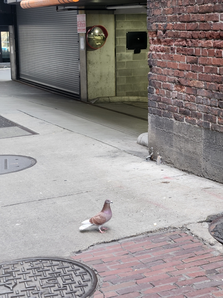 Feral Pigeon from Mercado de Pike Place, Seattle, Washington, EE. UU ...