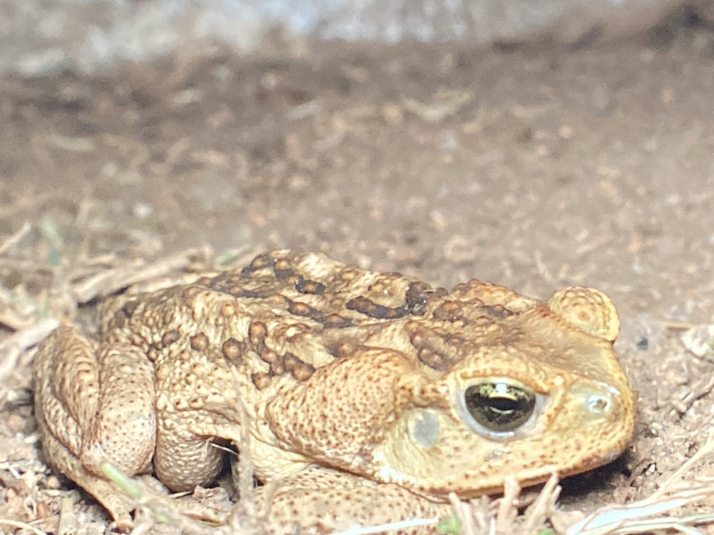 Giant Toad from Real del Country, Manzanillo, COL, MX on May 04, 2023 ...