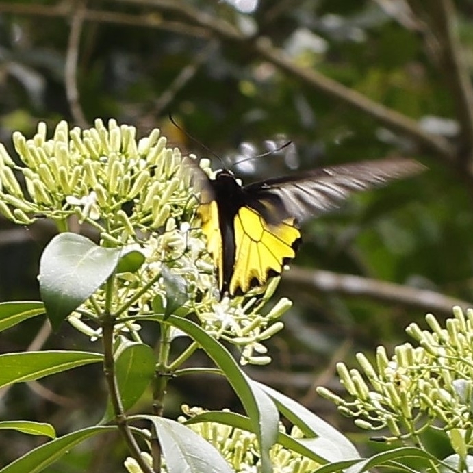 Golden Birdwing in May 2023 by ch87 · iNaturalist