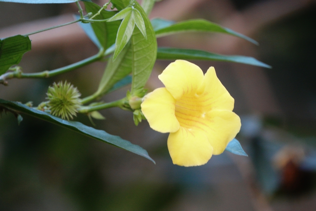 Allamanda Angustifolia