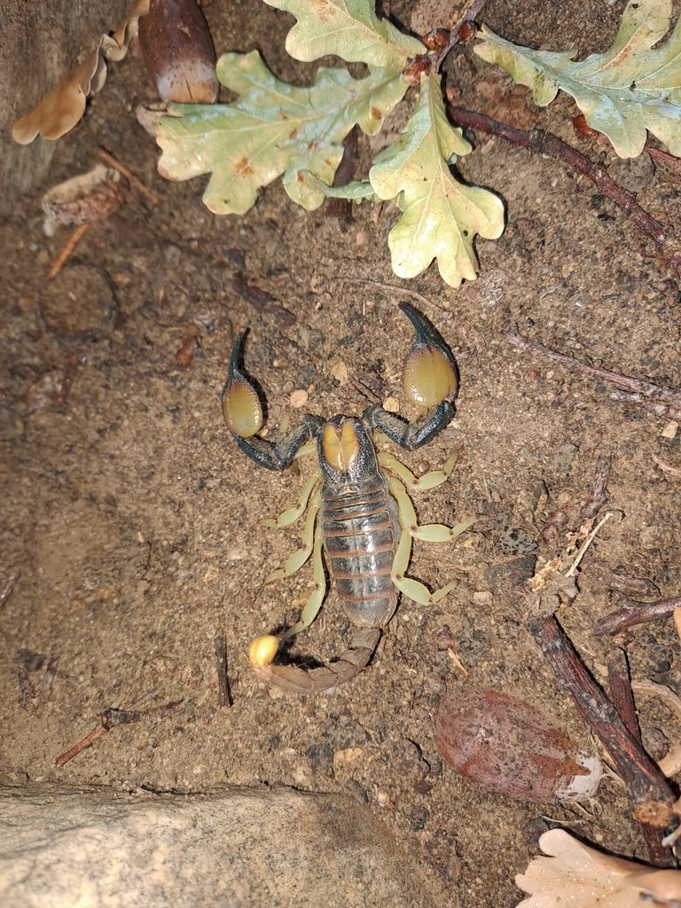 Namaqua Burrowing Scorpion from Matjiesrivier, ZA-WC-WC, ZA-WC, ZA on ...