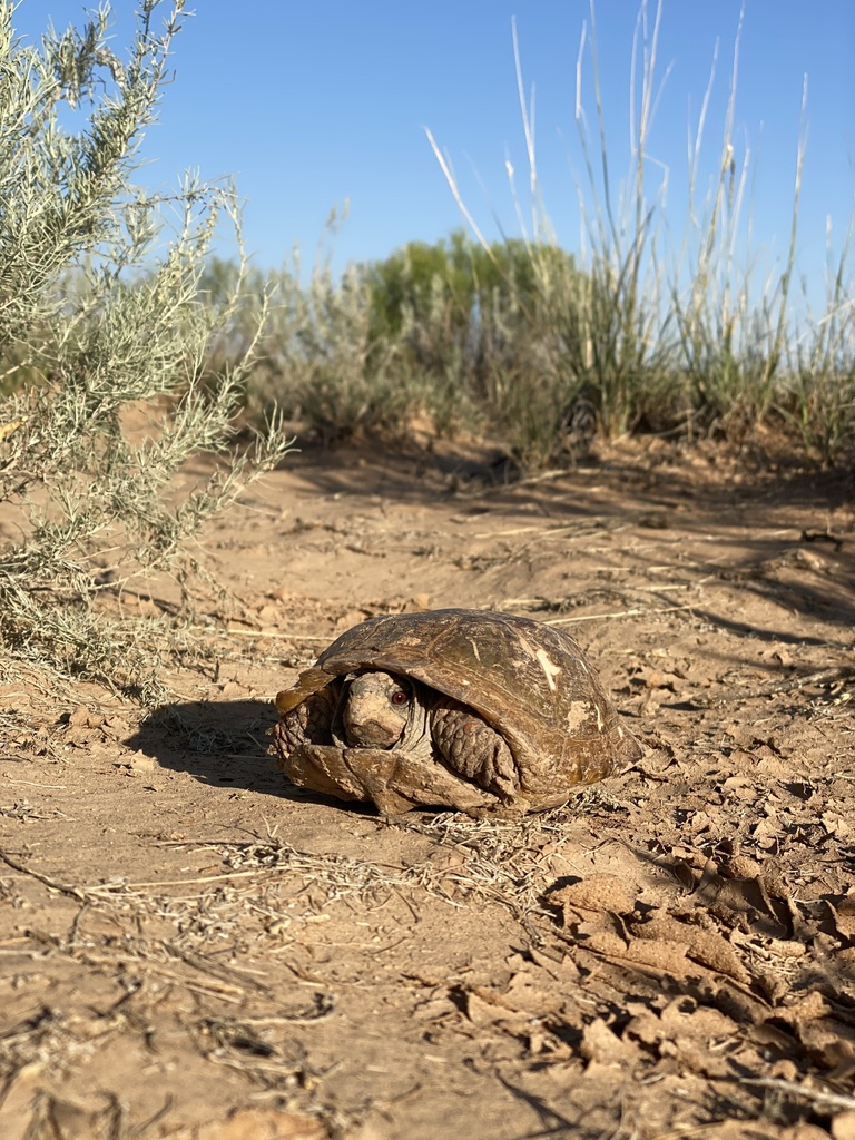Ornate Box Turtle from Valencia County, NM, USA on September 4, 2020 at ...