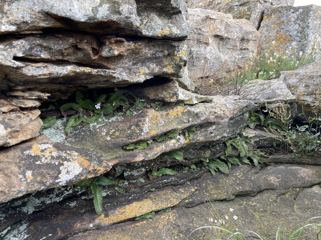 Streptocarpus latens in December 2022 by Carel Fourie · iNaturalist