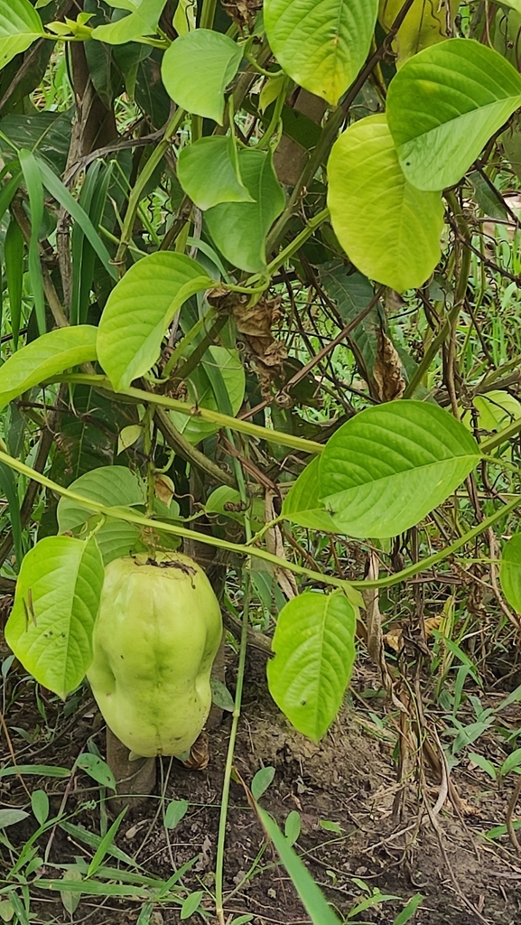 giant granadilla from 549G+JV2, Cercado, Bolivia on April 30, 2023 by ...