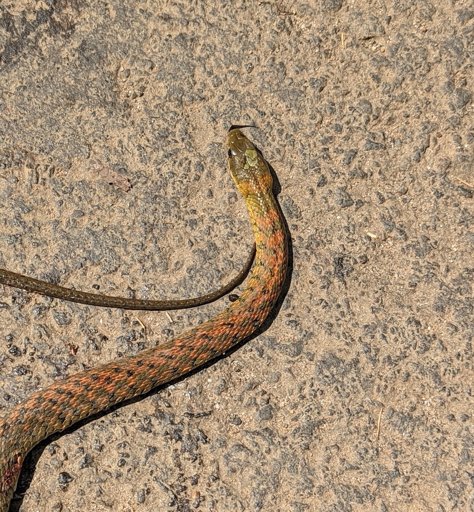 Orange-collared Keelback from HV6R+RQ3, Risa Colony, Malki, Shillong ...