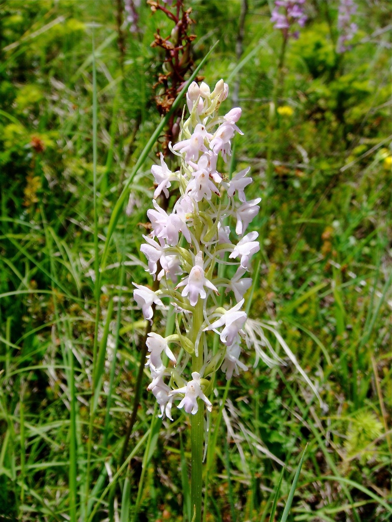 Fragrant Orchid from 7152, Sagogn, Graubünden, CH on June 29, 2015 at ...