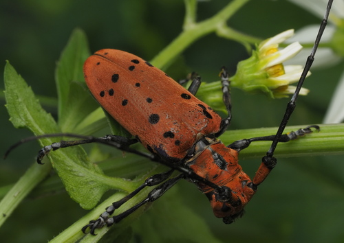 Red-spotted Longicorn Beetle (Eupromus ruber) · iNaturalist United Kingdom