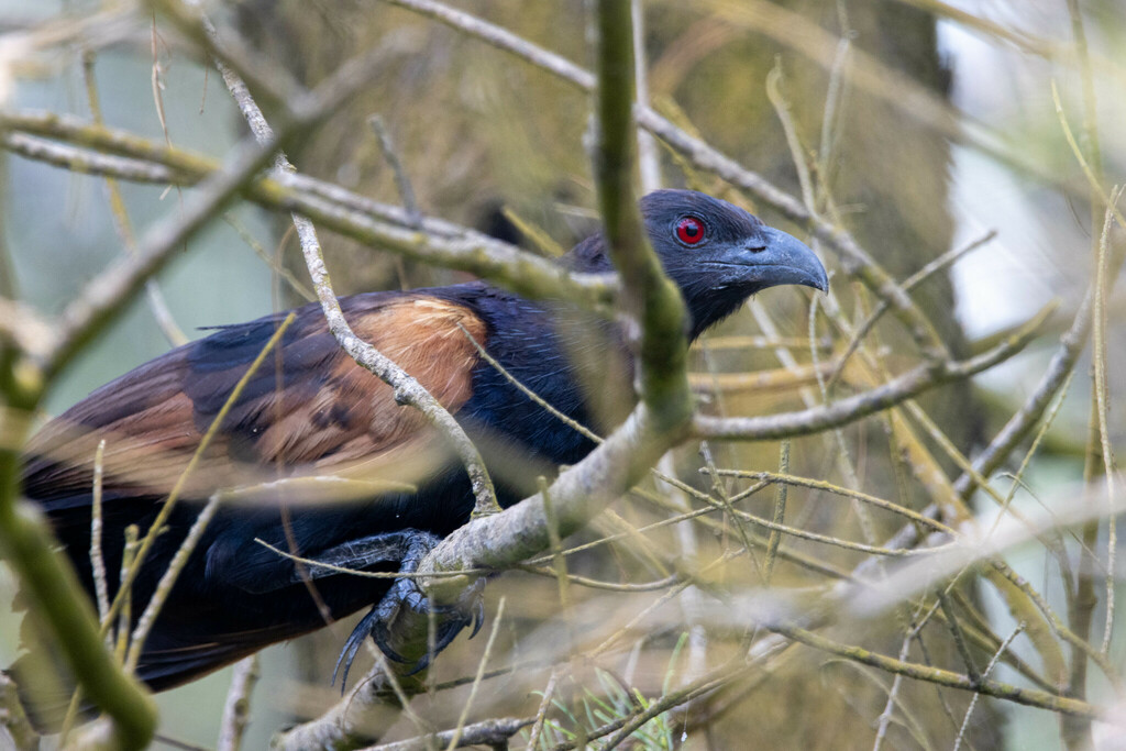 Sunda Coucal (Centropus nigrorufus) - Avian Discovery