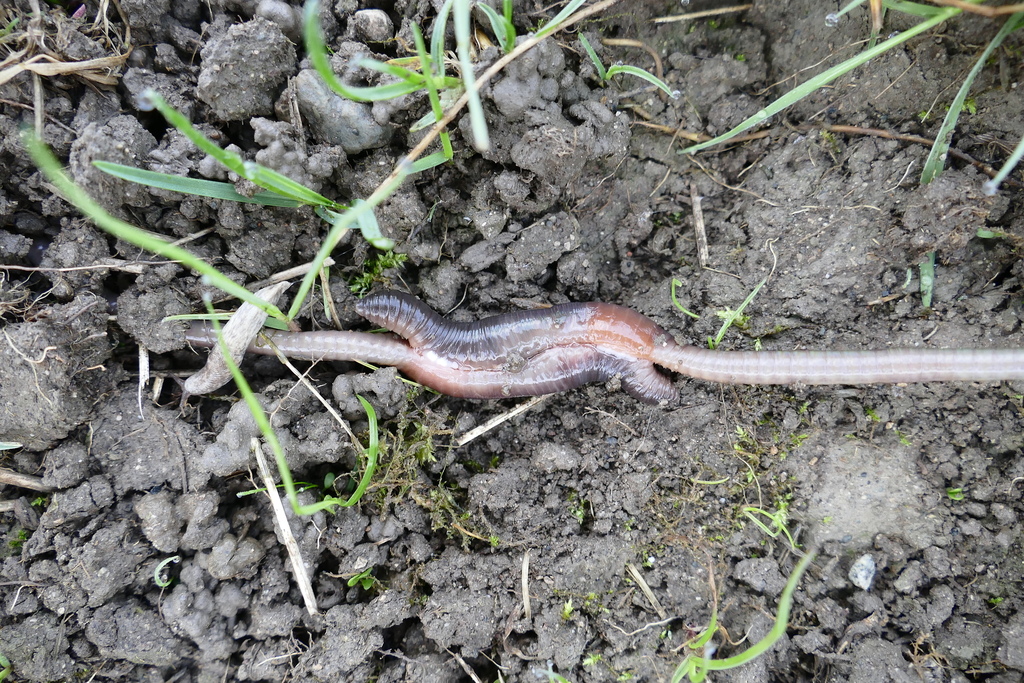 Common Earthworm from Cumbria, UK on May 9, 2023 at 06:15 AM by ...