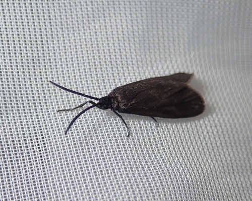 Artona funeralis · NaturaLista Colombia