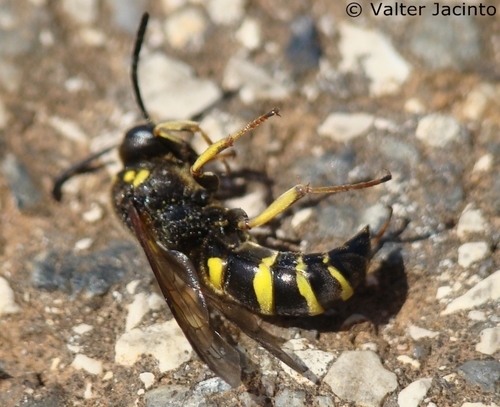 Argogorytes fargeii · iNaturalist