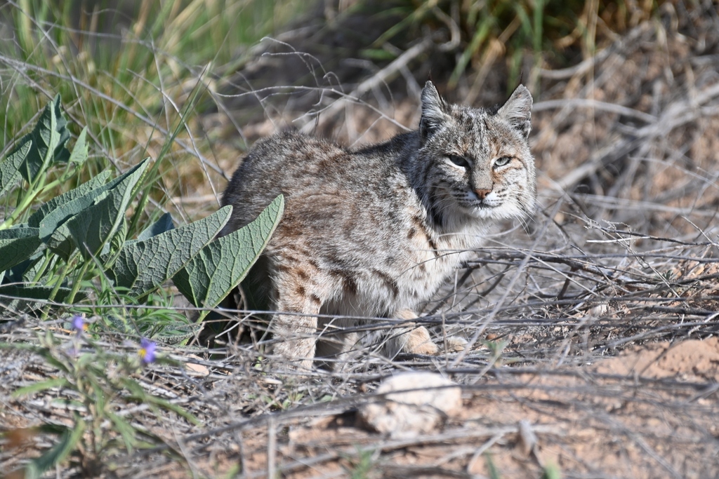 Bobcat from Dunbar-Manhattan Heights, Lubbock, TX, USA on May 6, 2023 ...
