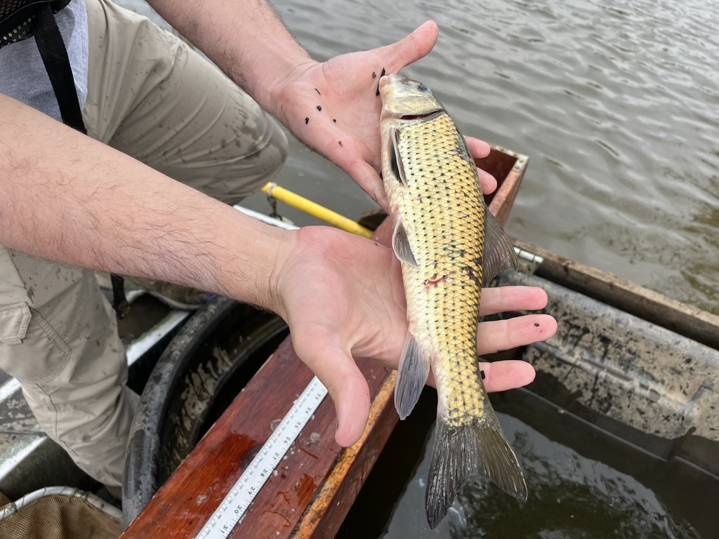 Spotted Sucker from Karnak, IL, US on May 9, 2023 at 09:38 AM by Hannah ...