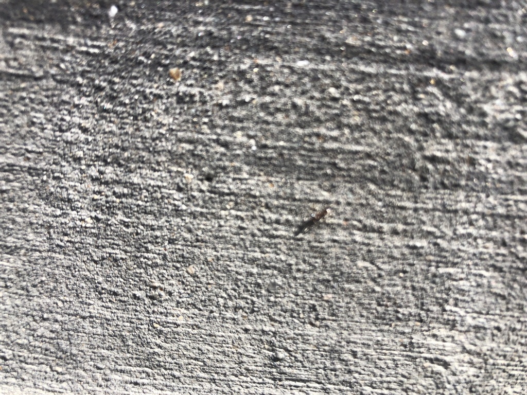 Ants from California State University, San Marcos, CA, US on May 9 ...