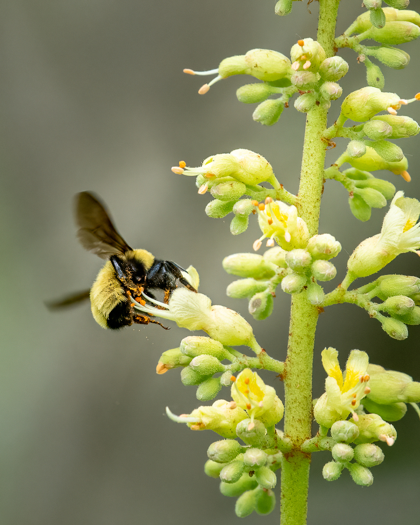 Golden Northern Bumble Bee from Uptown, Chicago, IL, USA on May 07 ...