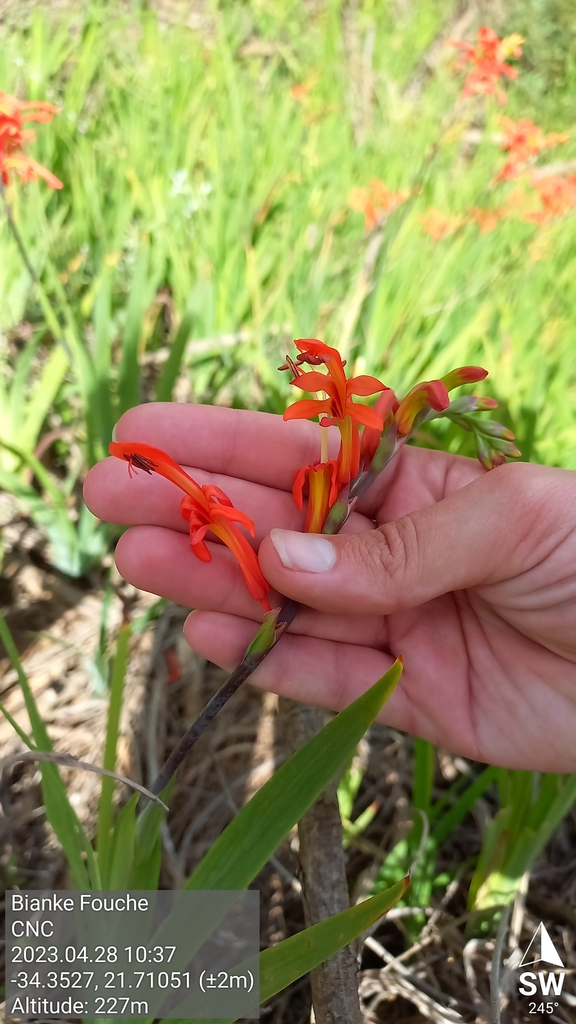 Cobra Lily from Eden, Western Cape, South Africa on April 28, 2023 at ...