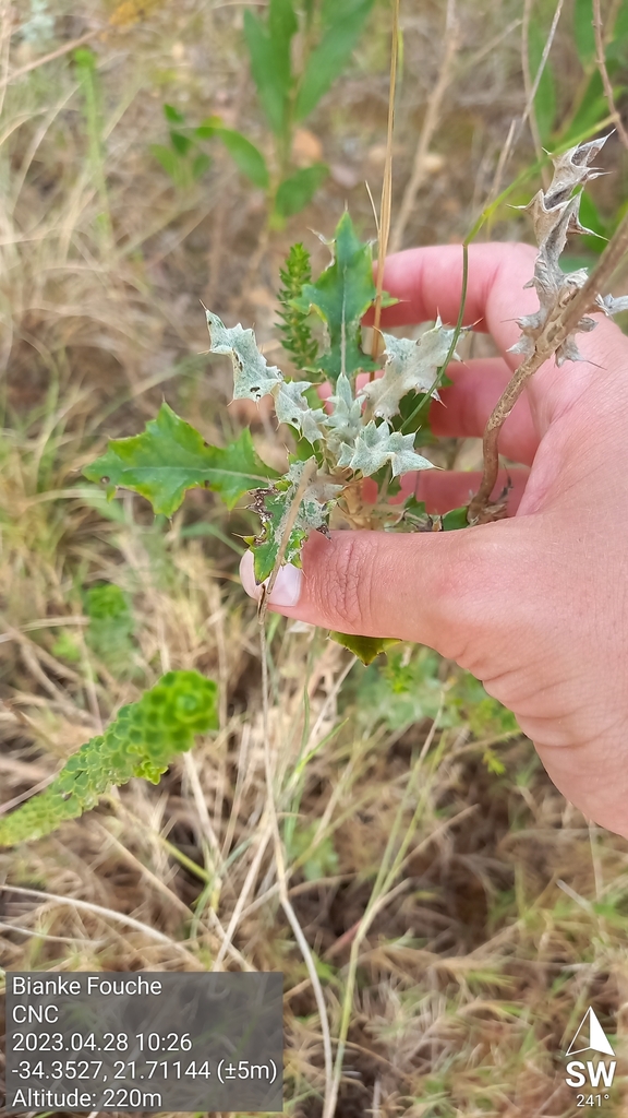 Variable African Thistle from Eden, Western Cape, South Africa on April ...