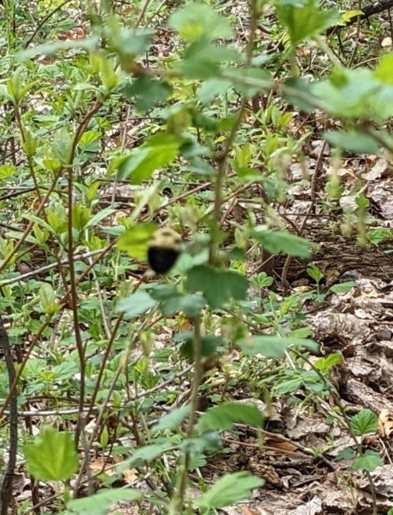 Two-spotted Bumble Bee from West St Paul, MN 55118, USA on May 09, 2023 ...
