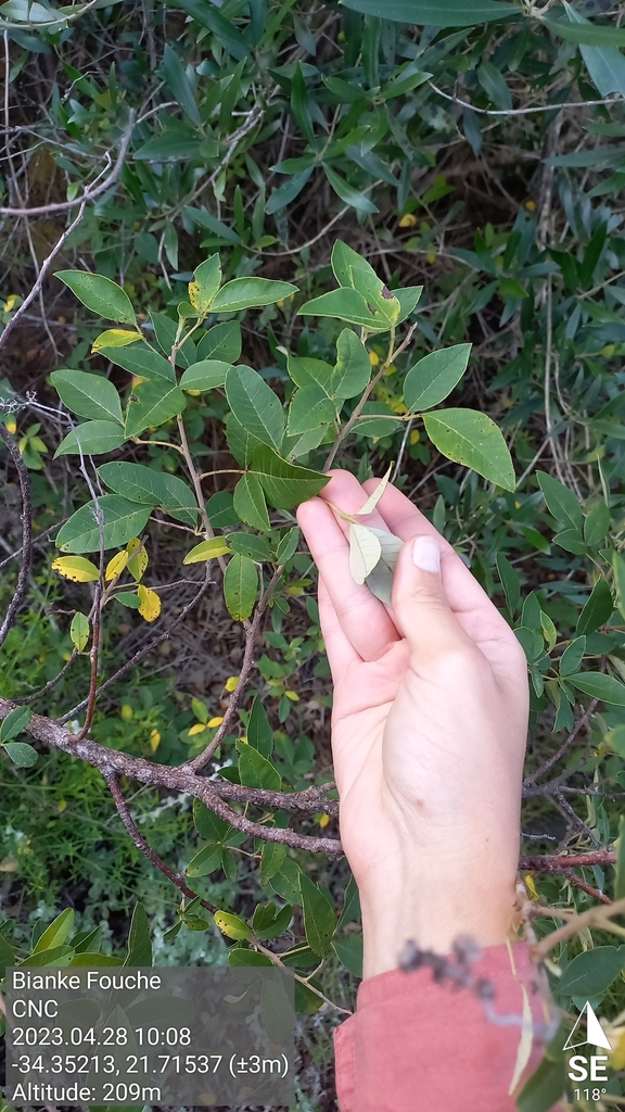 Wild currant from Eden, Western Cape, South Africa on April 28, 2023 at ...