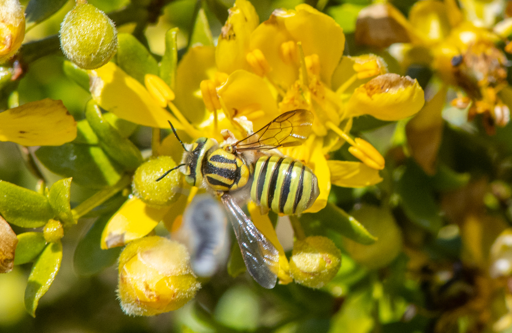 Trachusa larreae from Los Angeles County, CA, USA on May 8, 2023 at 11: ...