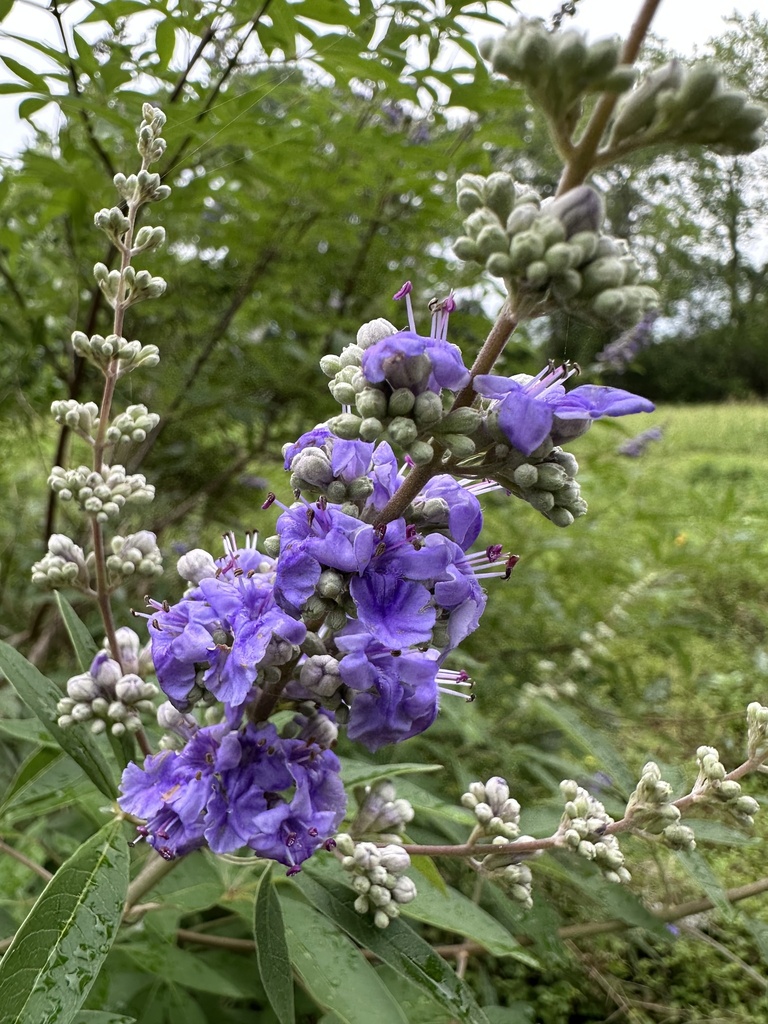 Lilac chaste tree from Shadow Creek Ranch, Pearland, TX, US on May 09 ...