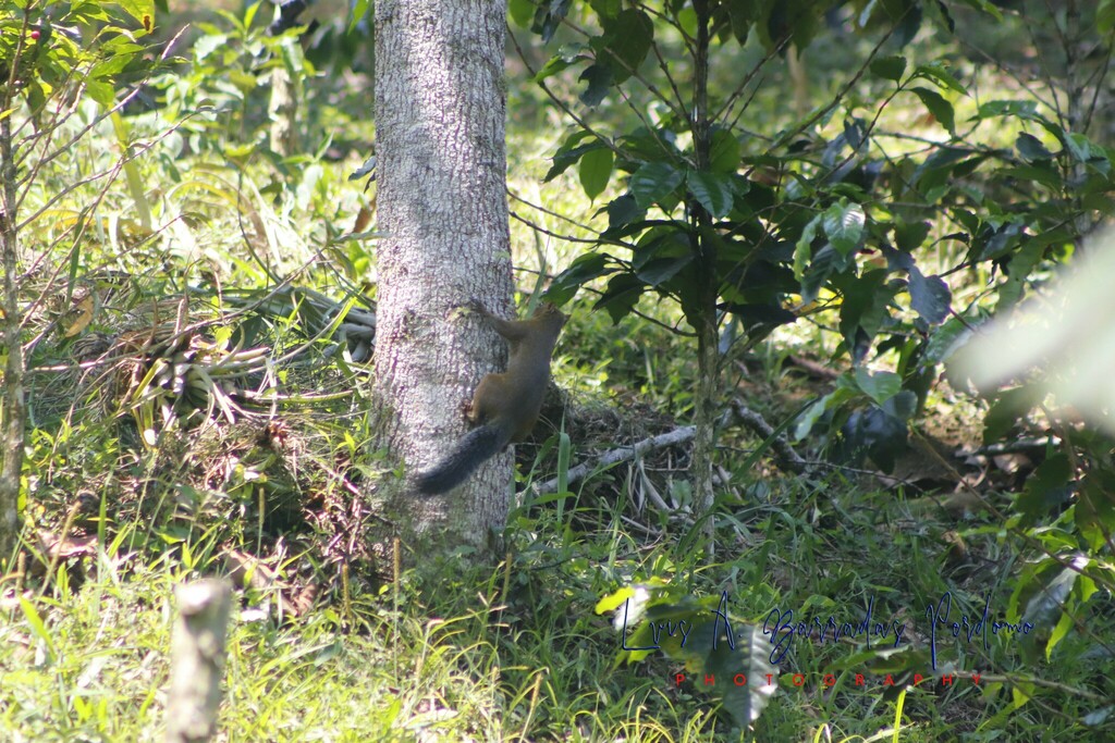 Deppe's Squirrel from Tapachapan, Ver., México on May 09, 2023 at 11:06 ...