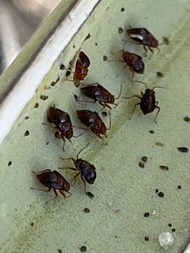 Yucca Plant Bugs from Joshua Tree National Park, Desert Hot Springs, CA ...