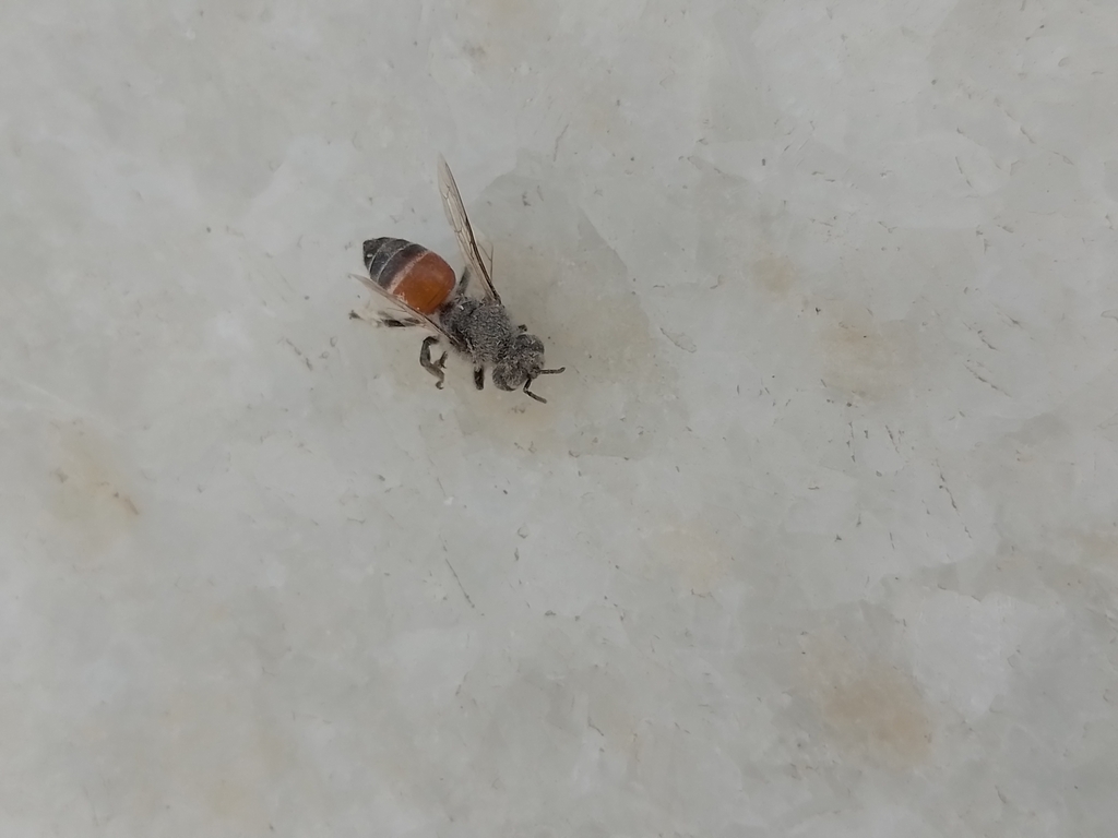 Red Dwarf-Honey bee from Hardwar, IN-UT, IN on May 10, 2023 at 08:48 AM ...