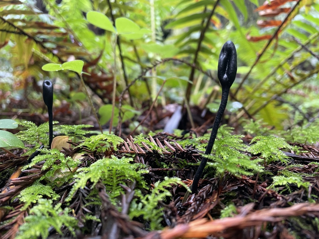 Geoglossaceae from Humboldt Redwoods State Park, Scotia, CA, US on May ...