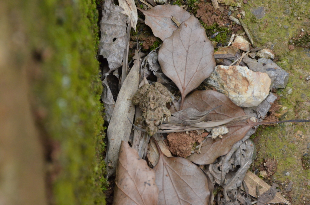 Rice field frog from 江北区, 宁波市, 浙江省, CN on April 30, 2018 at 03:04 PM by ...