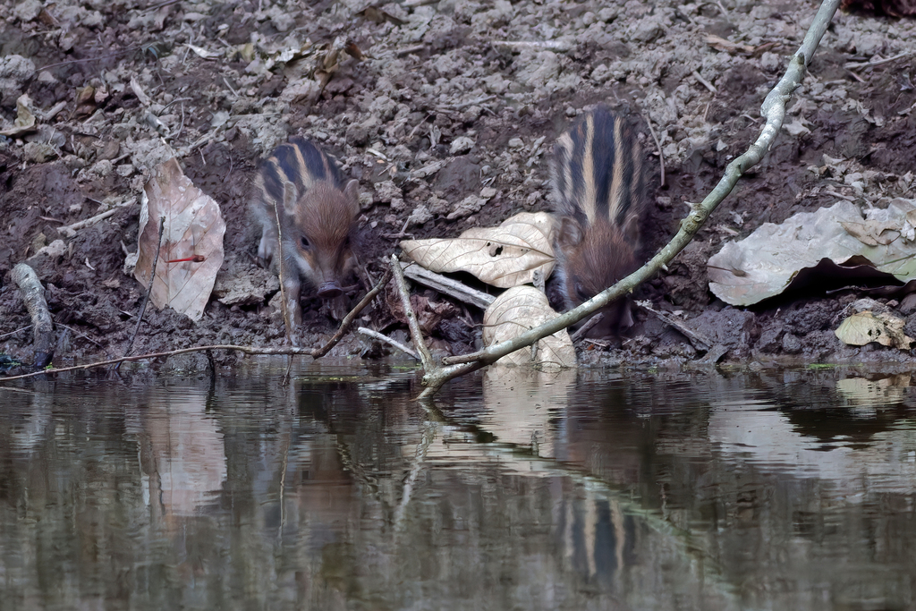 Wild Boar from Chunarughat Upazila, Bangladesh on March 7, 2023 at 05: ...