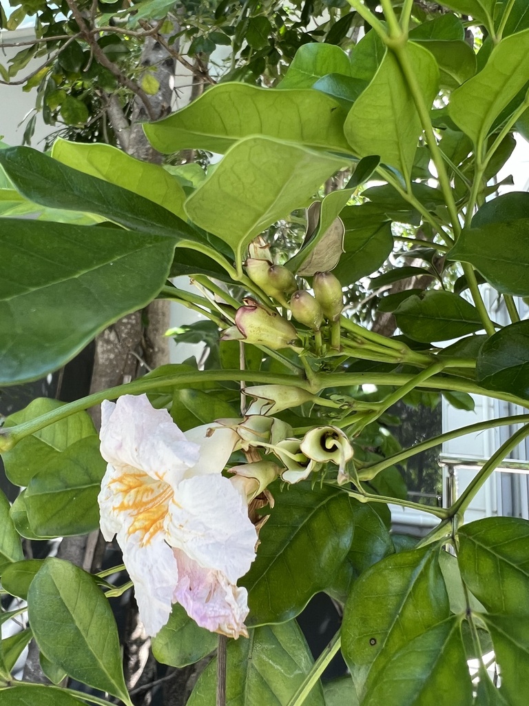 Emerald Tree from Brisbane St, Toowong, QLD, AU on May 10, 2023 at 12: ...