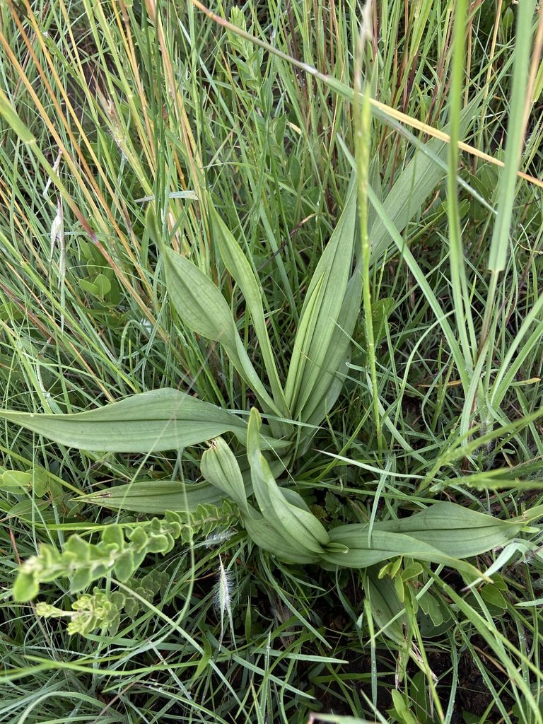 Grassveld White Harlequin in December 2022 by Carel Fourie · iNaturalist